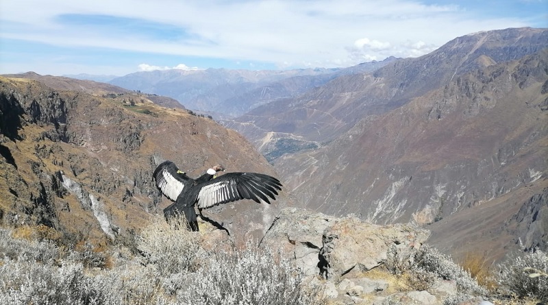 El cóndor andino rescatado por el SERFOR en Arequipa recorrió 530 ...